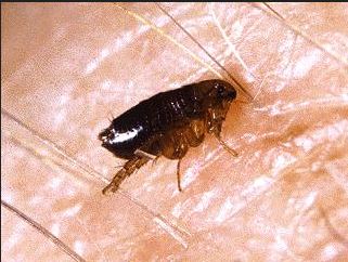 Puces : désinsectisation, traitement et conseils