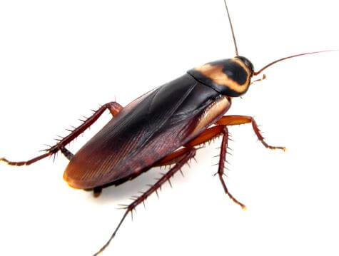 Cafard traitement, désinsectisation - Intervention & Prix